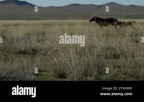 Running baby horse Stock Videos & Footage - HD and 4K Video Clips - Alamy