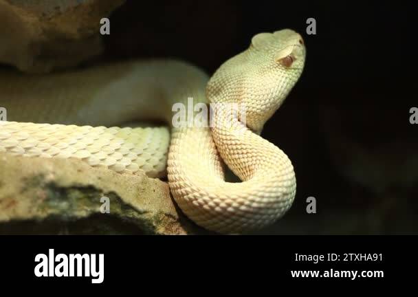 Snakes of assam Stock Videos & Footage - HD and 4K Video Clips - Alamy