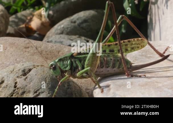 Green grasshopper detail view Stock Videos & Footage - HD and 4K Video ...