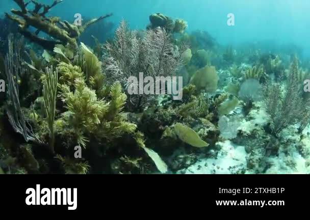 Bright sunlight illuminates a beautiful coral reef, dominated by ...