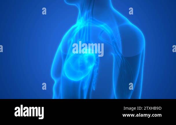 3D Illustration Animation of Human Circulatory System Heartbeat Anatomy ...