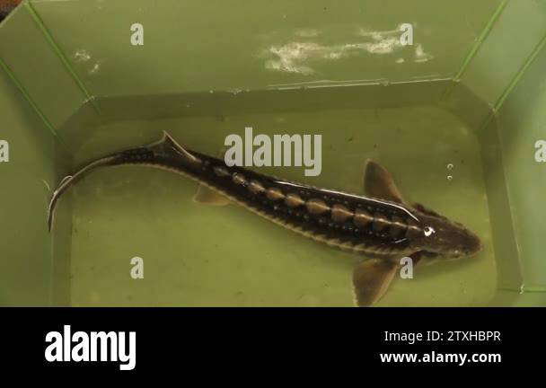 Russian fauna Stock Videos & Footage - HD and 4K Video Clips - Alamy