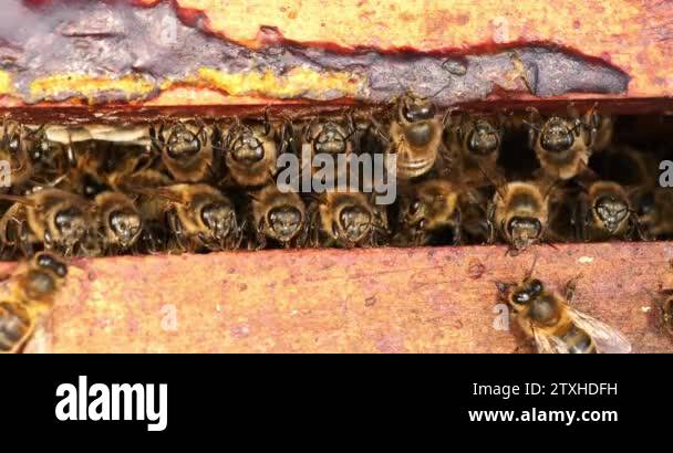 European Honey Bee, apis mellifera, Bee Space, Bee Hive in Normandy ...