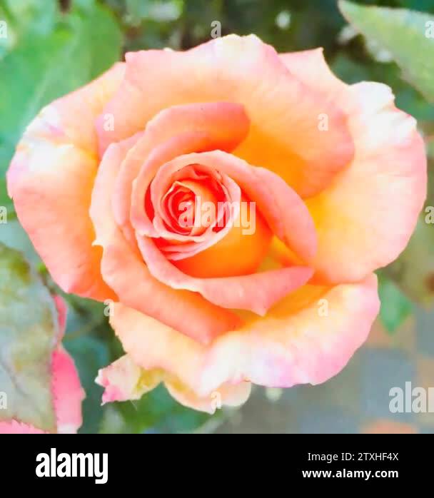 Stock rose Stock Videos & Footage - HD and 4K Video Clips - Alamy