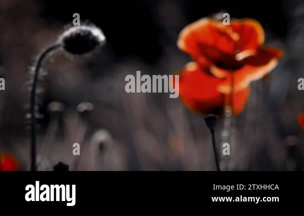 Fragile, delicate creature.Morning dew on a poppy lawn.The breath of ...