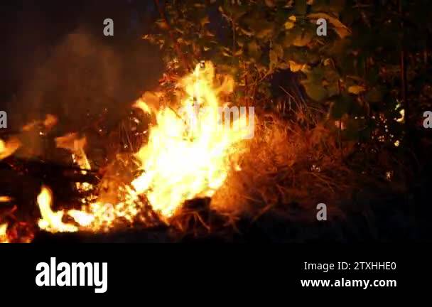 Forest fire. Fire destroys trees and forest animals. Fires in the ...