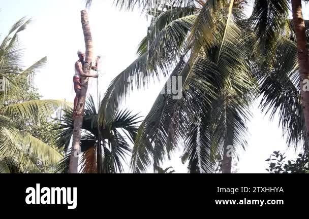 Monkey lifts Stock Videos & Footage - HD and 4K Video Clips - Alamy