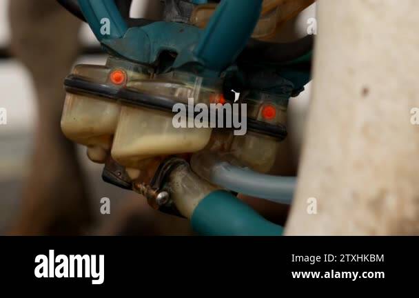 The process of automatic milking of cows with modern equipment, close ...