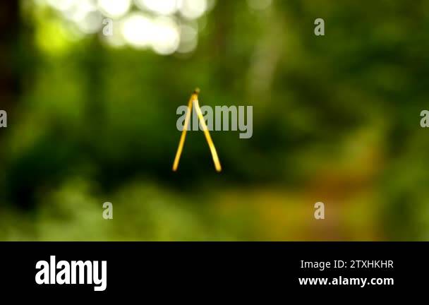 Pine needle Stock Videos & Footage - HD and 4K Video Clips - Alamy