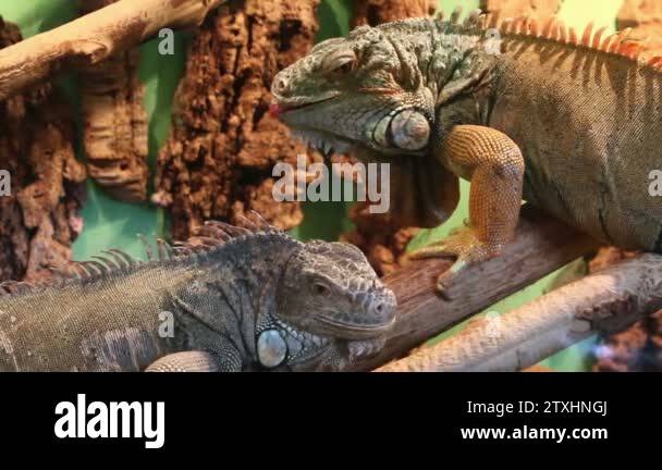Big lizards up close Stock Videos & Footage - HD and 4K Video Clips - Alamy