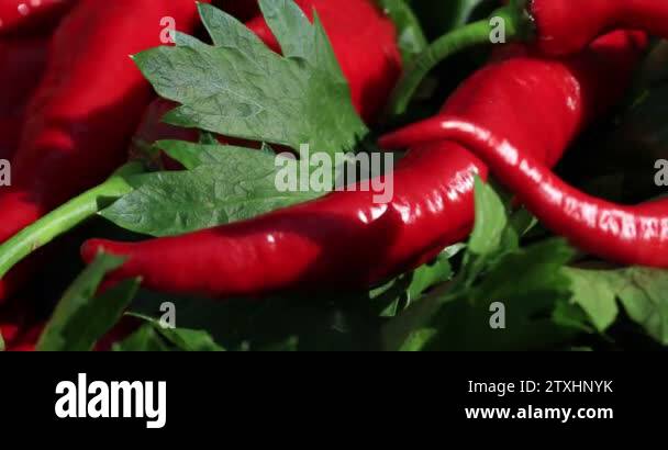 Organic red pepper and a stick of celery in close up video. Korean hot ...