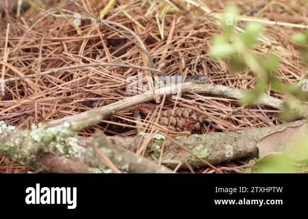 Alpine snakes Stock Videos & Footage - HD and 4K Video Clips - Alamy