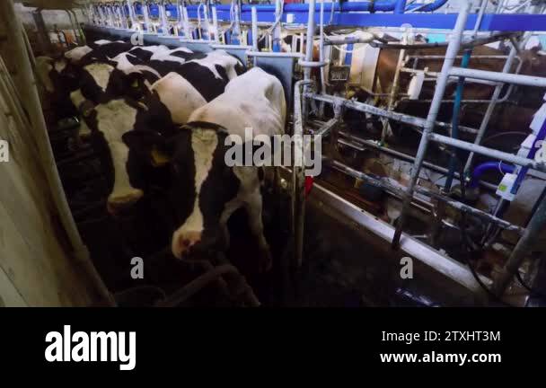 Cows stand in a barn in the barn Stock Video Footage - Alamy
