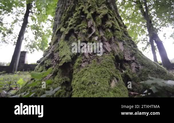 The powerful tree Stock Videos & Footage - HD and 4K Video Clips - Alamy