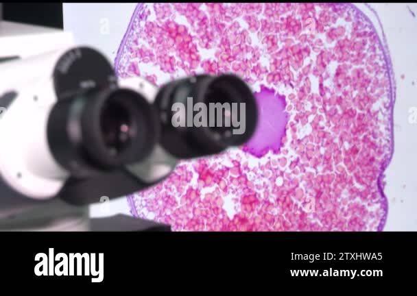 Scientific methods Stock Videos & Footage - HD and 4K Video Clips - Alamy