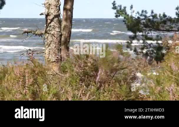 Heather storm Stock Videos & Footage - HD and 4K Video Clips - Alamy