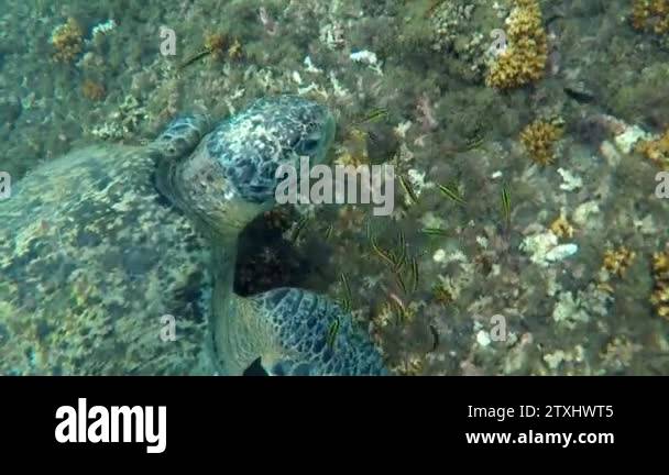 Atlantic ridley sea turtle swimming in the coral reef.The Kemp's ridley ...