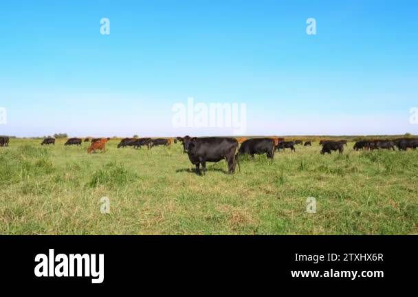 Breeding selection cows bulls in Stock Videos & Footage - HD and 4K ...