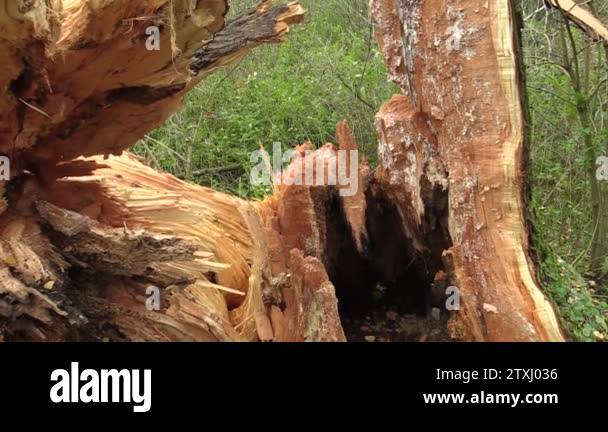 White willow Salix alba attacked by wood-destroying insects, tree trunk ...
