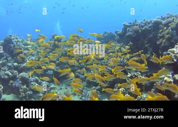 Shoal blue striped snapper lutjanus Stock Videos & Footage - HD and 4K ...
