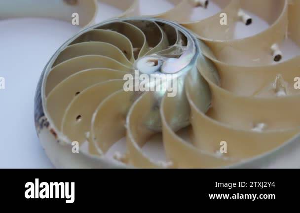 nautilus shell stock Fibonacci footage video clip turning golden ratio number sequence natural ...