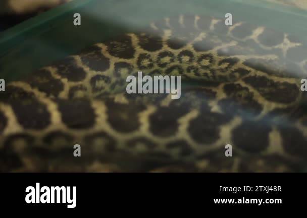 Anaconda snake Stock Videos & Footage - HD and 4K Video Clips - Alamy