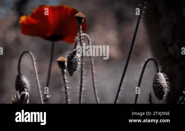 The sun's rays illuminate the poppy flower.Reflection of light in the ...