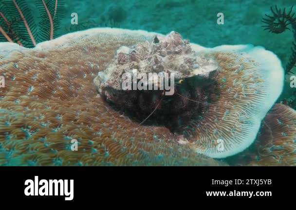 Coral reef critter Stock Videos & Footage - HD and 4K Video Clips - Alamy