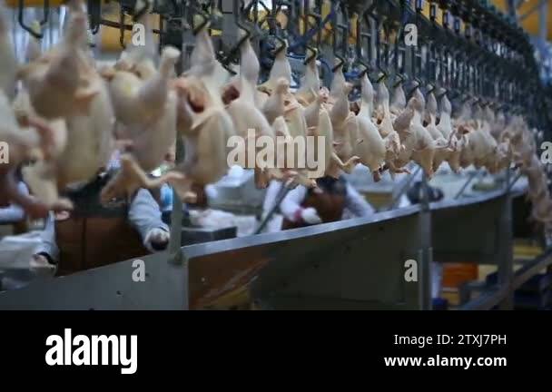 Chicken processing line at poultry farm. Chicken meat production line ...