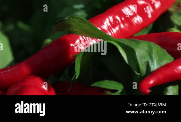 Chilli isolated image Stock Videos & Footage - HD and 4K Video Clips ...