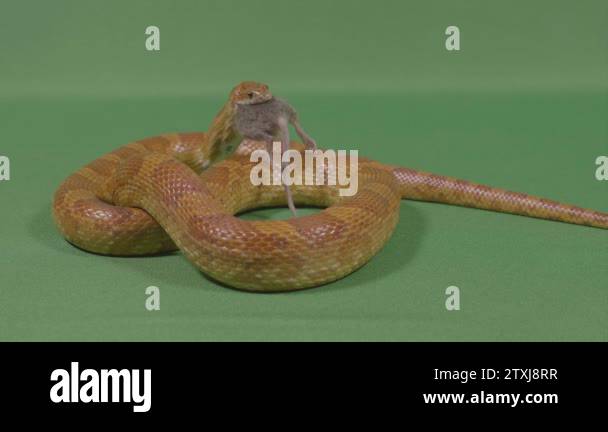 Poor mouse Stock Videos & Footage - HD and 4K Video Clips - Alamy