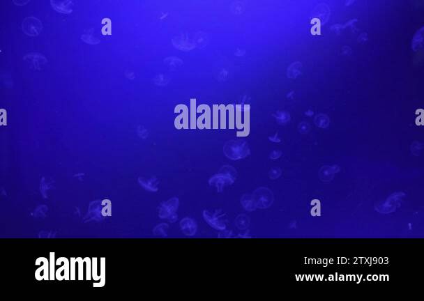 Small Babies of Jellyfish Illuminated With Color Light Underwater ...