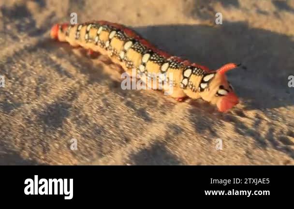 Rare caterpillar Stock Videos & Footage - HD and 4K Video Clips - Alamy