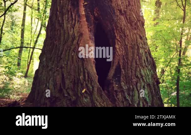 A hole in the tree in the shape of a female reproductive organ. A big ...