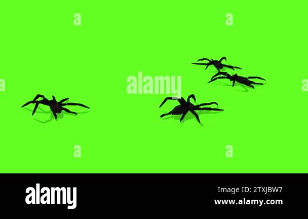 Animation spiders on green screen Stock Videos & Footage - HD and 4K ...