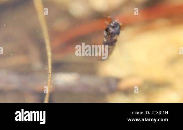 Underwater insect Stock Videos & Footage - HD and 4K Video Clips - Alamy