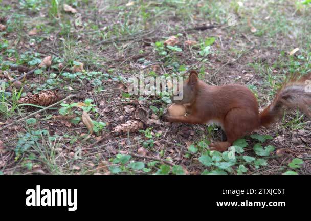 Red squirrel chestnut close portrait Stock Videos & Footage - HD and 4K ...