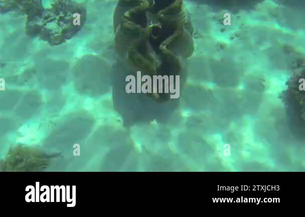Clam shell farm Stock Videos & Footage - HD and 4K Video Clips - Alamy