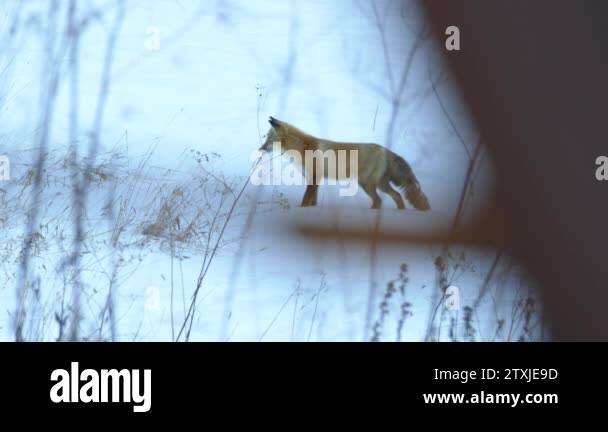 Snow fox hunt snow diving Stock Videos & Footage - HD and 4K Video ...
