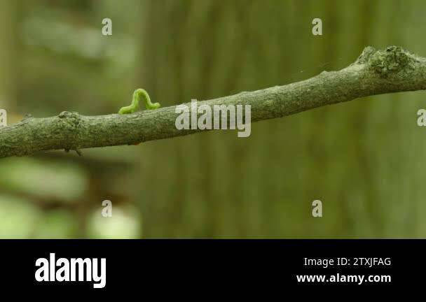 Bending body Stock Videos & Footage - HD and 4K Video Clips - Alamy