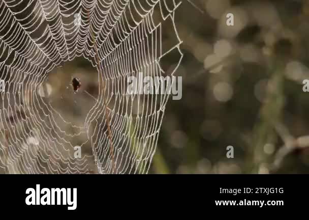 Mist spider Stock Videos & Footage - HD and 4K Video Clips - Alamy