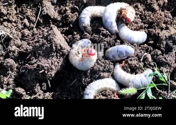 large larvae of garden pest beetles on the surface of the lawn soil Stock Video Footage - Alamy