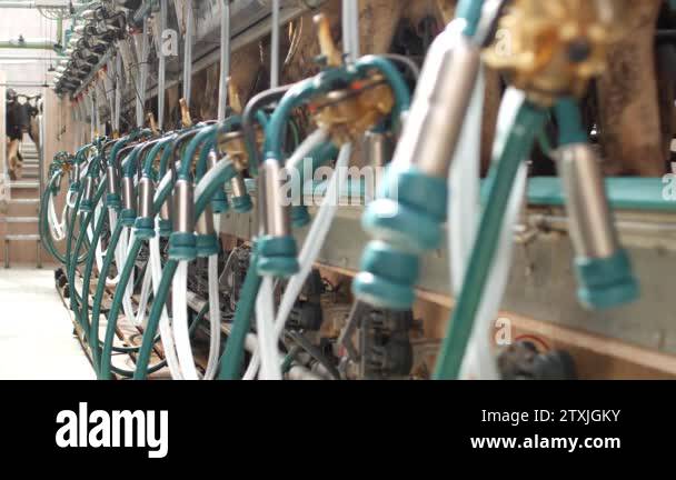 Milking Cows On A Modern Farm With Milkmaids And Equipment For Milking