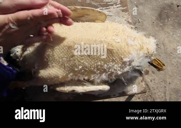 Woman plucking duck Stock Videos & Footage - HD and 4K Video Clips - Alamy