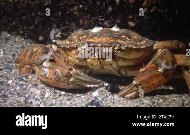 Littoral crab carcinus maenas Stock Videos & Footage - HD and 4K Video ...