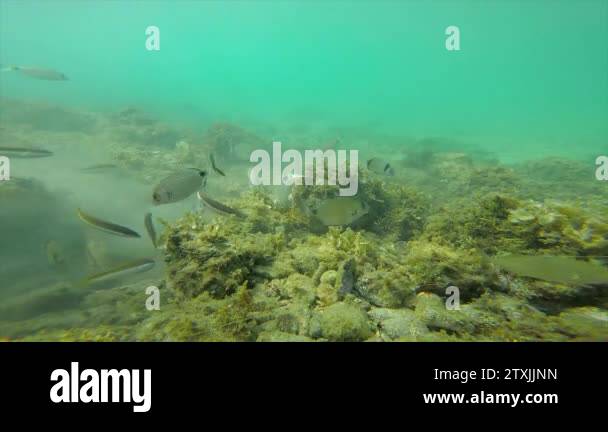 Fauna spain spanish wildlife Stock Videos & Footage - HD and 4K Video ...