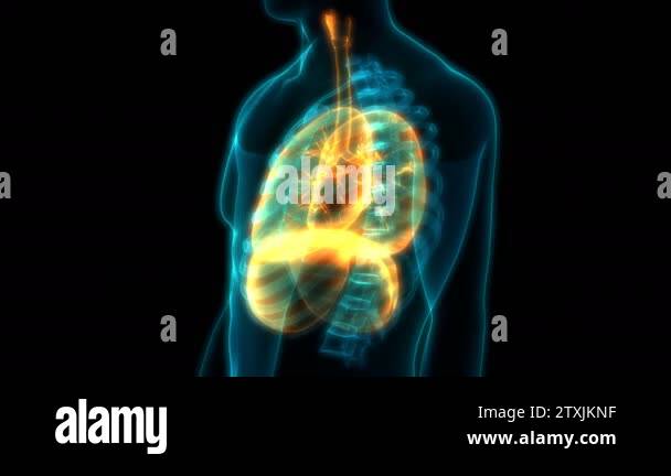 3D Illustration Animation of Human Respiratory System Anatomy Stock ...
