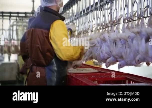 Chicken processing line at poultry farm. Chicken meat production line ...