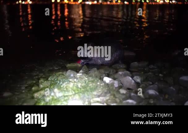 Nutria And Apple. Funny ugly nutria, Myocastor coypus, big rodent ...