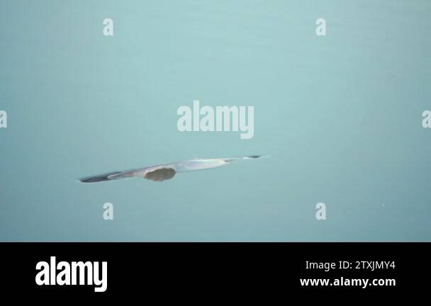 Glide sea bird Stock Videos & Footage - HD and 4K Video Clips - Alamy